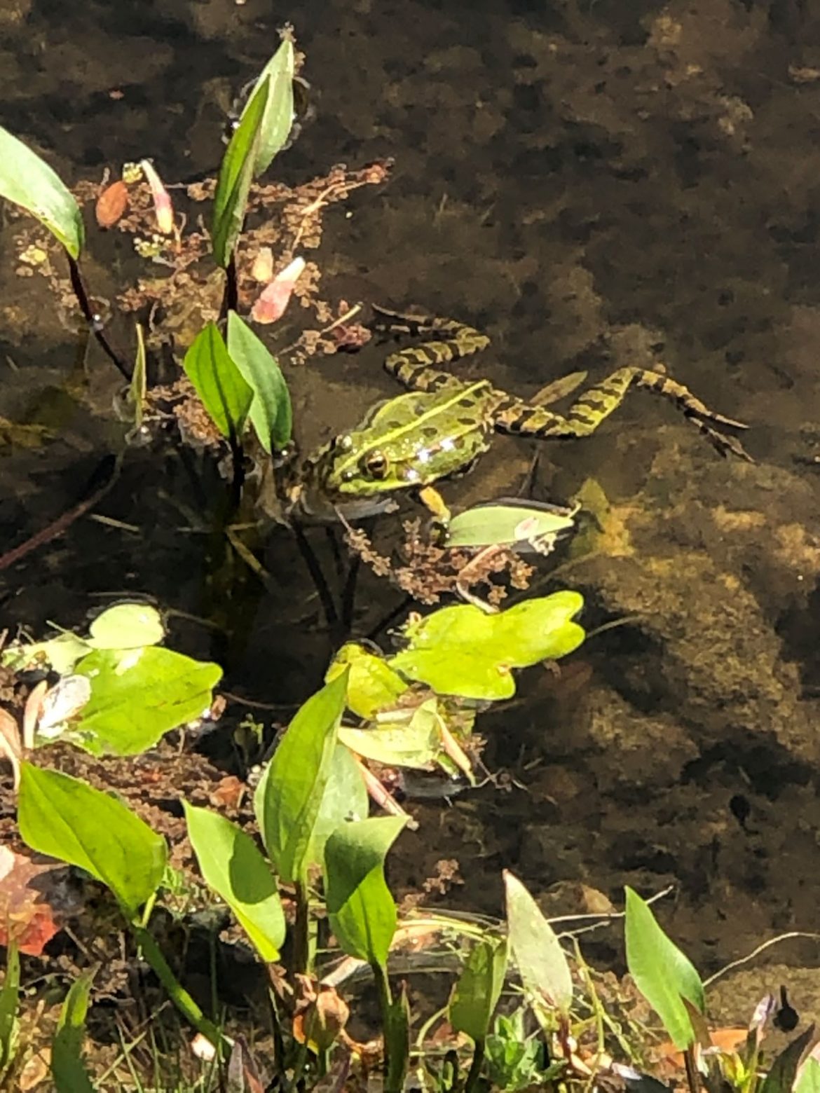 Comment reconnaître ce que deviendra un têtard ? crapaud ou grenouille..