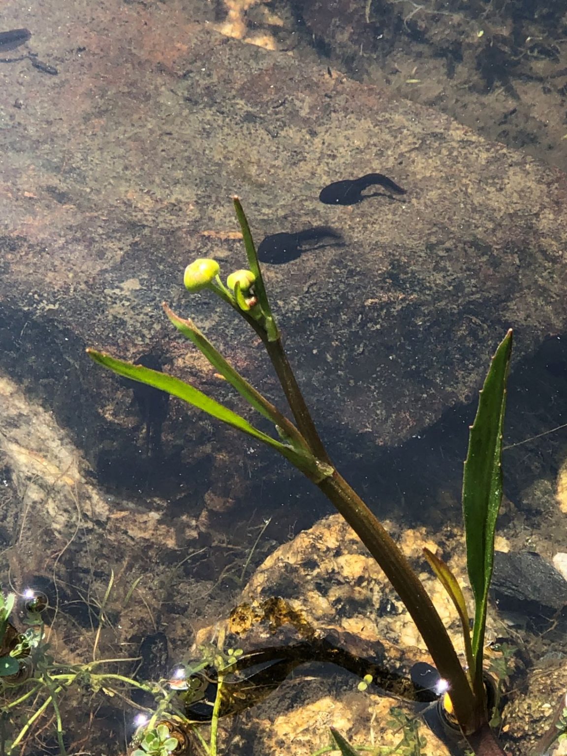 Comment reconnaître ce que deviendra un têtard ? crapaud ou grenouille..